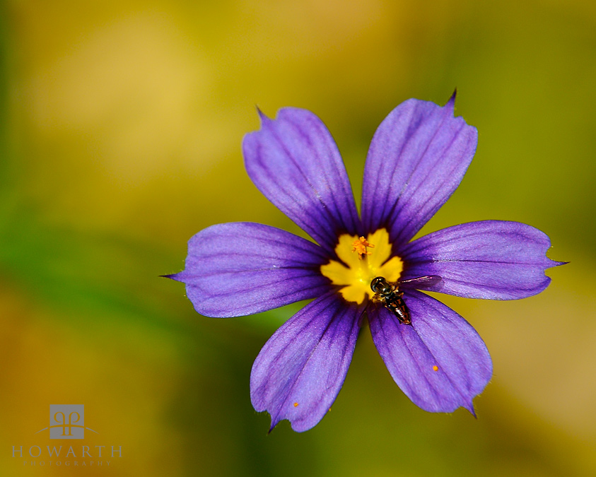 Bermuda Flora & Fauna - Howarth Photography Ltd.